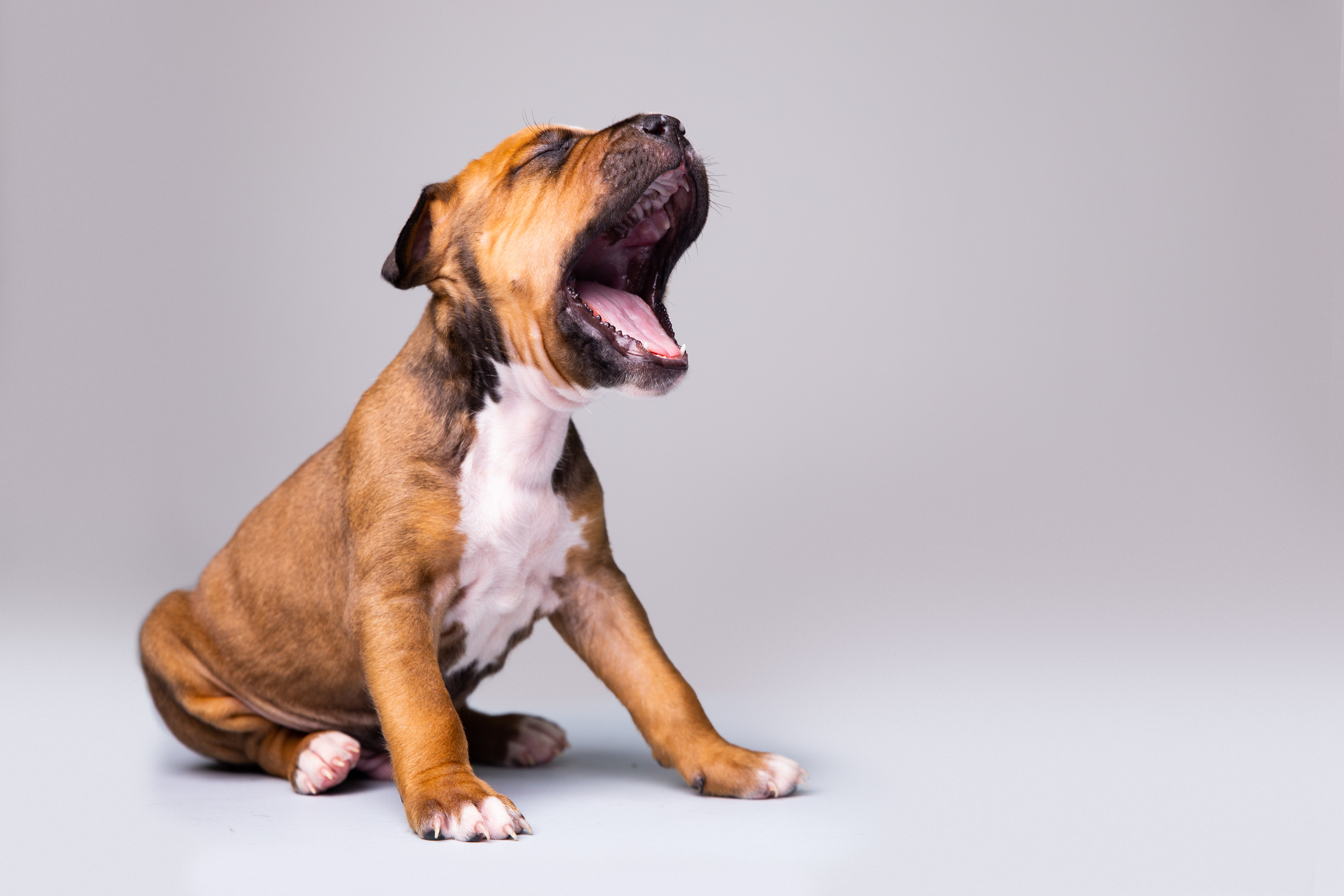 Why is my Puppy Crying? - VO Vets