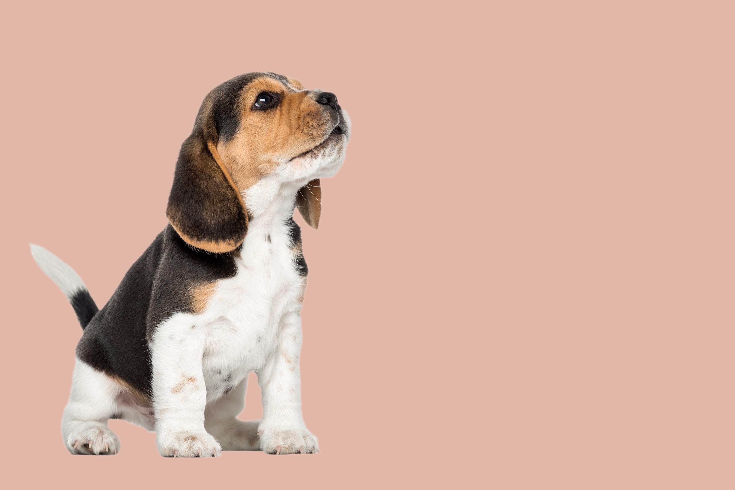 Cat and Dog Microchipping in Fort Worth and Trophy Club, TX | VO Vets