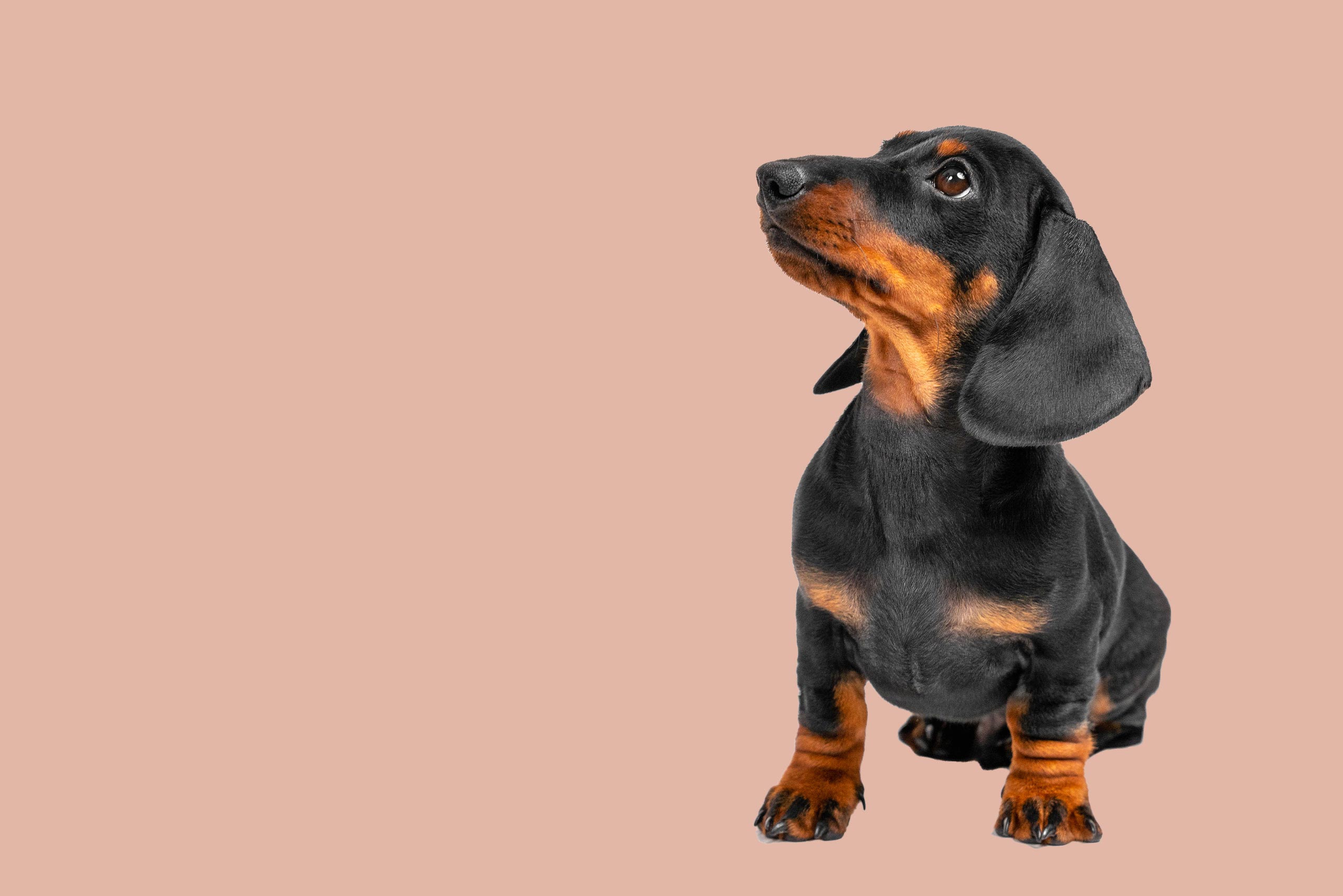 Veterinarian & Animal Hospital in Trophy Club, TX | VO Vets